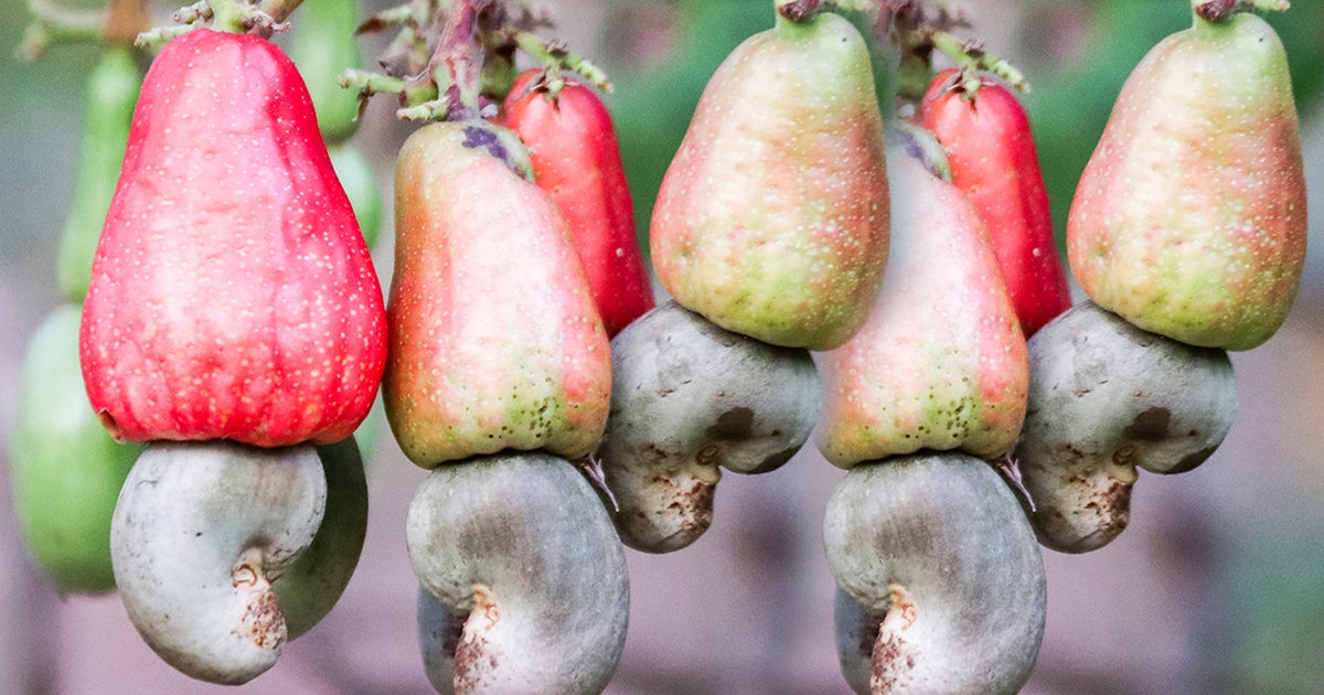 Jambu mete | FMC Ag Indonesia